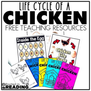 8 Fantastic Activities to Teach Chicken Life Cycle