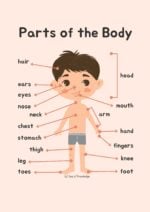15+ Fun Body Parts Activities for Preschoolers (Including Labeling Posters)