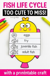 Fish Life Cycle (with a Fun Printable Craft!)